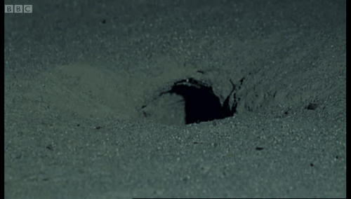 The Mysterious Lives Of 7 Animals Who Make Their Homes Underground