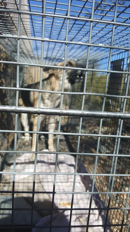 What It's Really Like To Trap And Rescue A Scared Dog