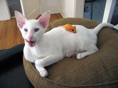 Albino Domestic and Wild Cats - Love Meow