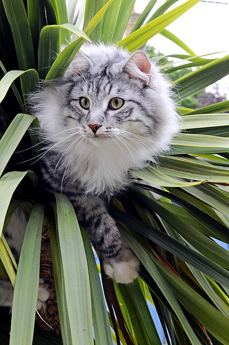 Silver Norwegian Forest Cat