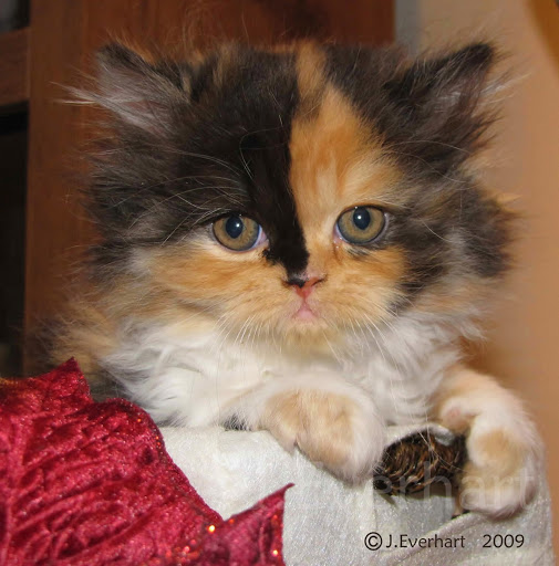 Persian Calico Kitten