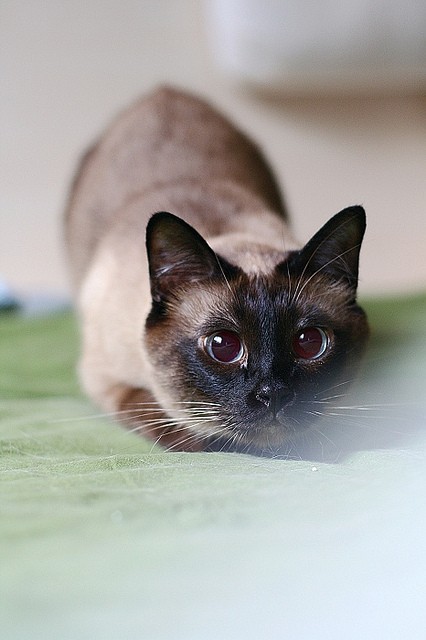 Beautiful Siamese Cats - Love Meow