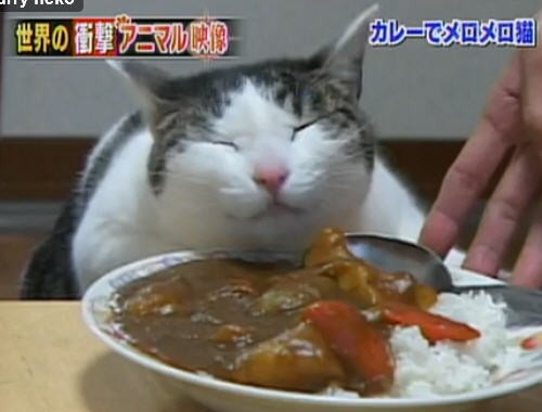 Cat Loves Curry But Not to Eat It - Love Meow