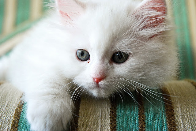 White Angel Kitten Fluffy Angel Cat Wings Hi Res Stock Photography And