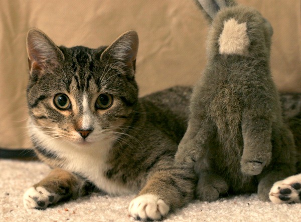 Ozzy the Cat and Her Tolerant Bunny - Love Meow