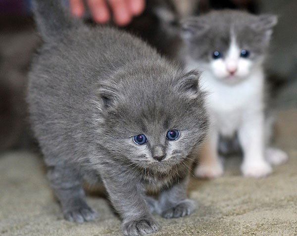 Fuzzy Grey Foster - Love Meow