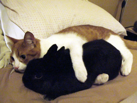 Kittens Hugging Bunnies
