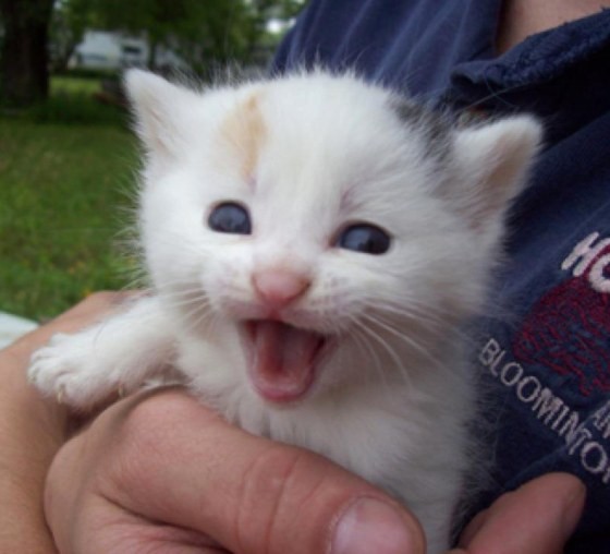 Beauty the Smiley Kitty - Love Meow