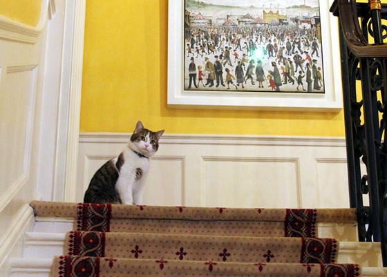 Larry the Cat Chief Mouser to the Cabinet Office - Love Meow