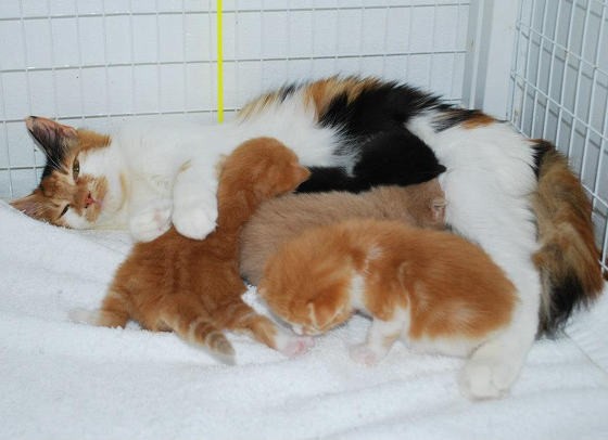 Aww! Kitty Cam Features Stray Cat Mama & Her Babies - Love Meow