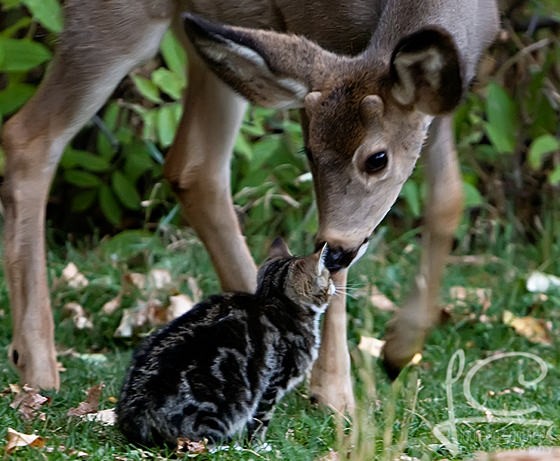 Cat Befriends Two Deer: Interspecies Love - Love Meow