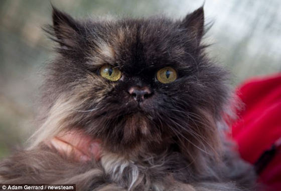 Cat Cairo Five Years