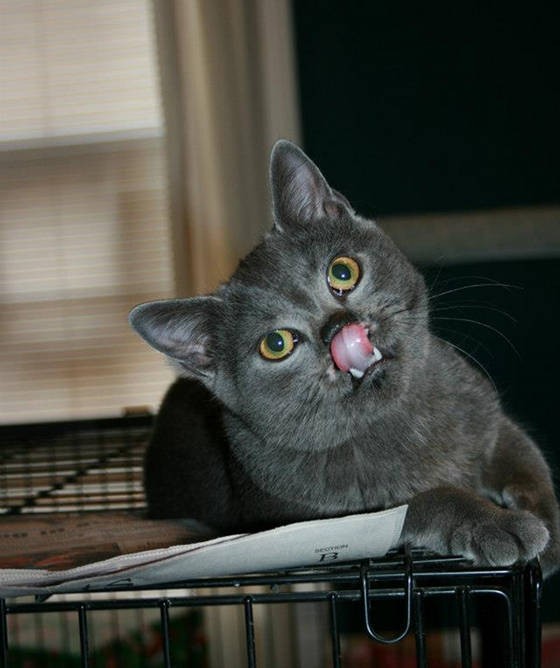 Kitty Born with Cleft Palate May Be A Therapy Cat - Love Meow