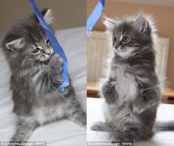 Squitten - Alchetron, The Free Social Encyclopedia