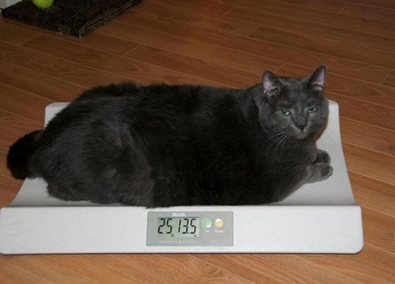 30 Lbs Cat's Amazing Weight Loss Journey - Love Meow