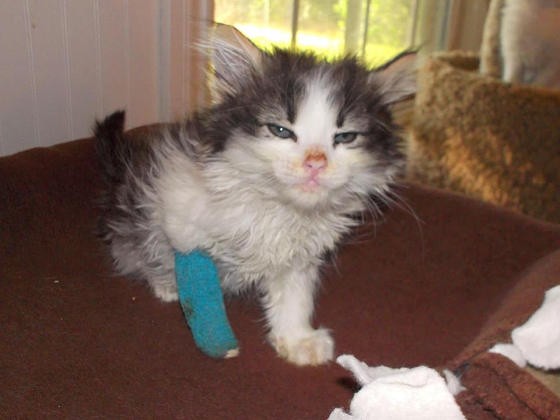 Amazing Resilience Of Kitten With Injured Leg - Love Meow