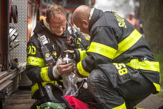 Firefighters Save Cat From House Fire: Emotional Reunion - Love Meow