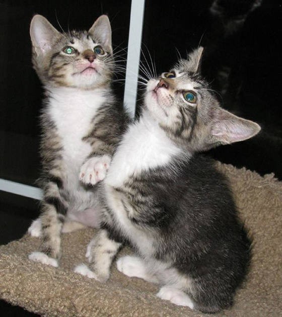 Three Legged Kitten