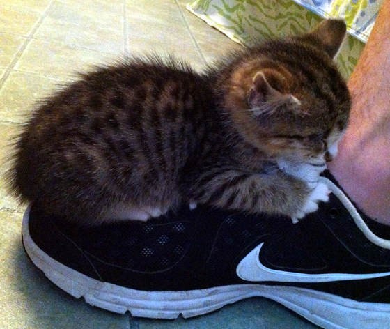 Braille The Cat Born Without Eyes - Love Meow