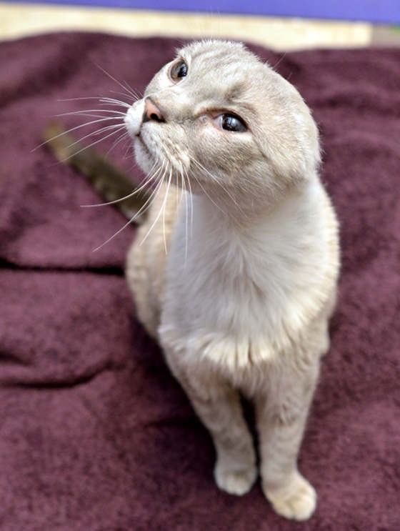 Carmen The Earless Cat - Love Meow