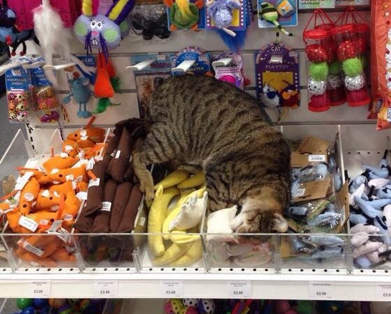 Stray Cat Wanders Into Pet Supply Store - Love Meow