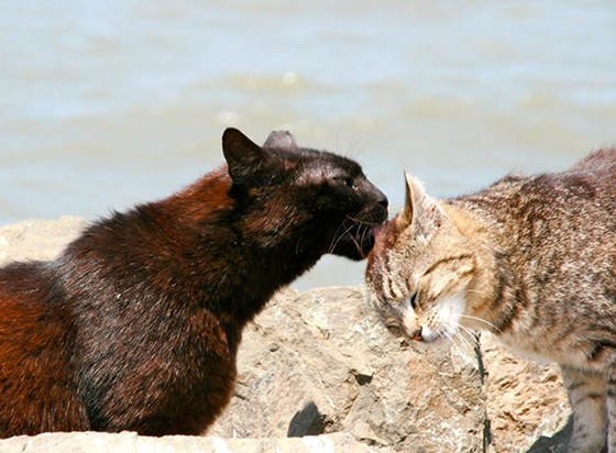 Project Bay Cat Brings Hope & Happiness To San Francisco Bay Cats ...