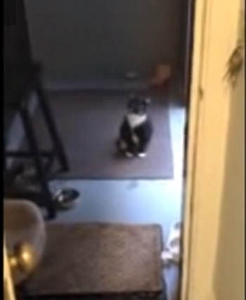 This Cat Goes From Feral Life To Forever Home - Love Meow