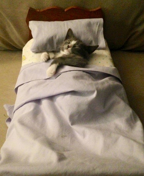 Cat In Bed Love Meow