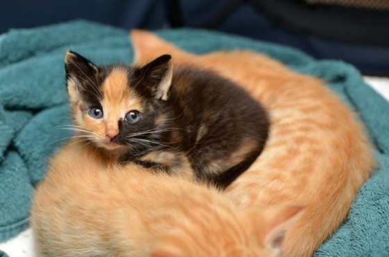 Calico Kitten Finds Warmth And Love - Love Meow