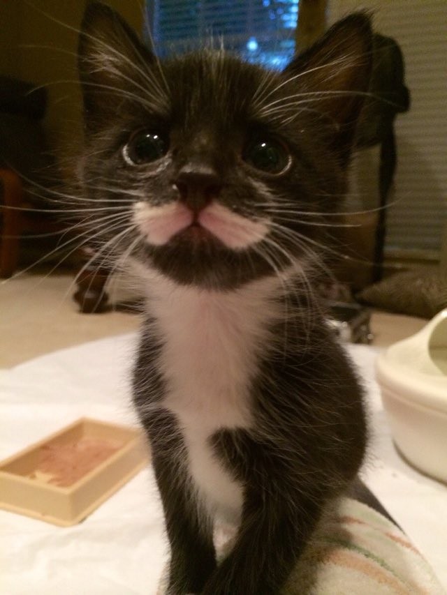 Meet Mustache The Dapper Little Kitten - Love Meow