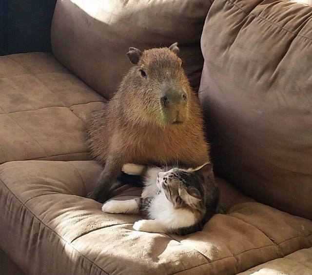 Scooter the Cat and Joejoe the Capybara Find Each Other and Become Best ...