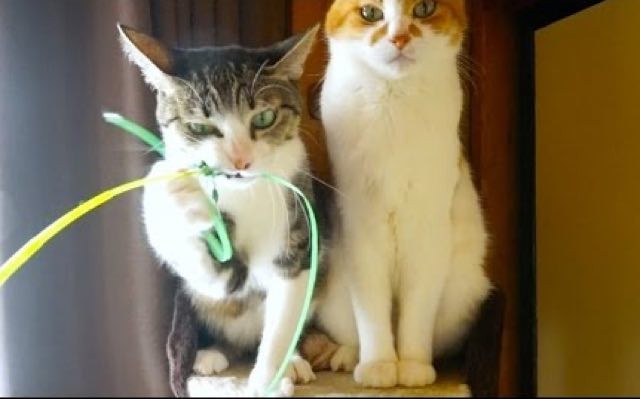 2 Types of Cats: Hyper Cat & Cool Cat - Love Meow