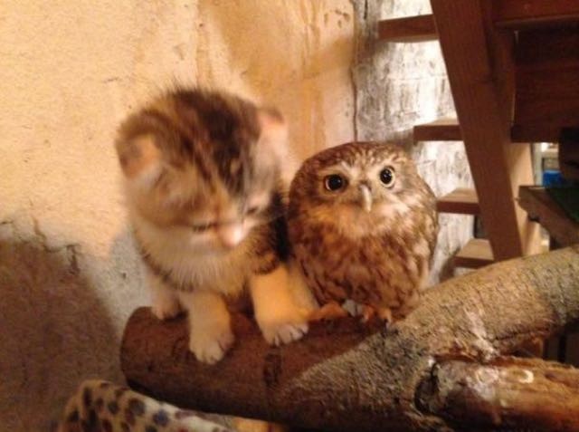 Kitten and Owl Become Best Friends - Love Meow