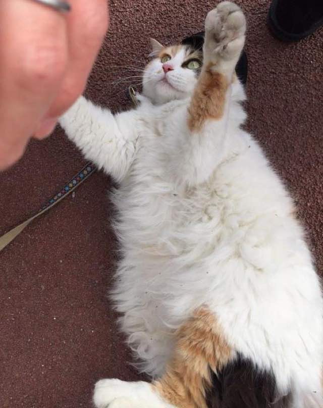 Nitama Officially Named Successor as the Stationmaster Cat After Loss ...