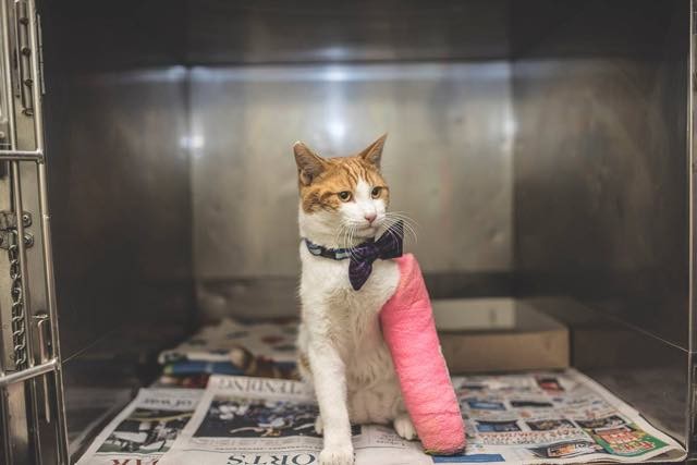 Shelter Cat with Injured Leg Now Has Only Days Left to Find a Home ...