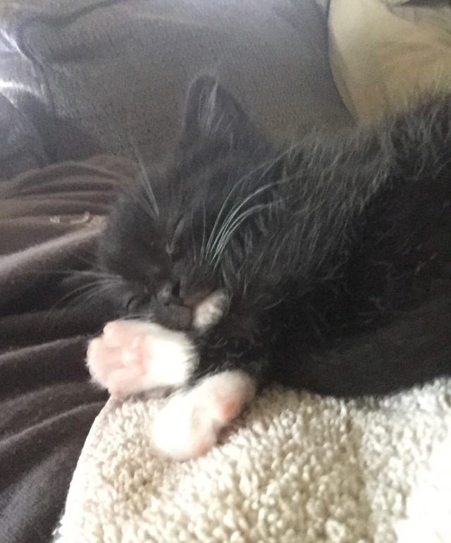 Kitten Found In Woods Rescued In Time For His First Christmas Love Meow