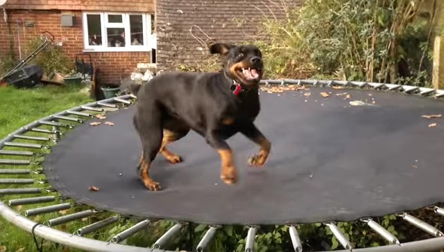 Dog Really, Really Loves This Incredible Bouncy Thing