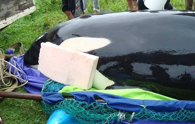 Ex-Orca Hunter Releases Rare Footage Of Whale Captures
