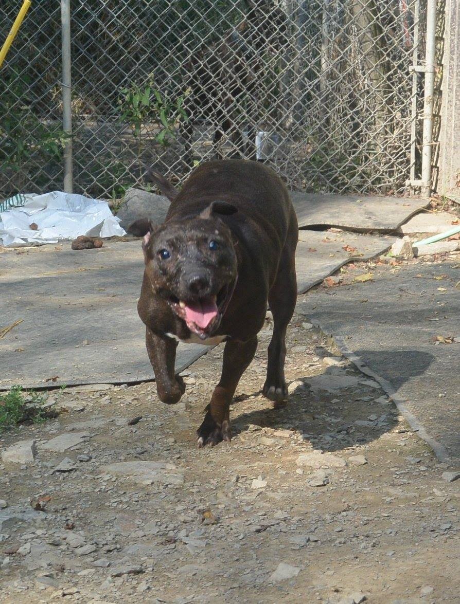 Dog With Missing Nose Is Now Blind — But Still Wants To Explore The World