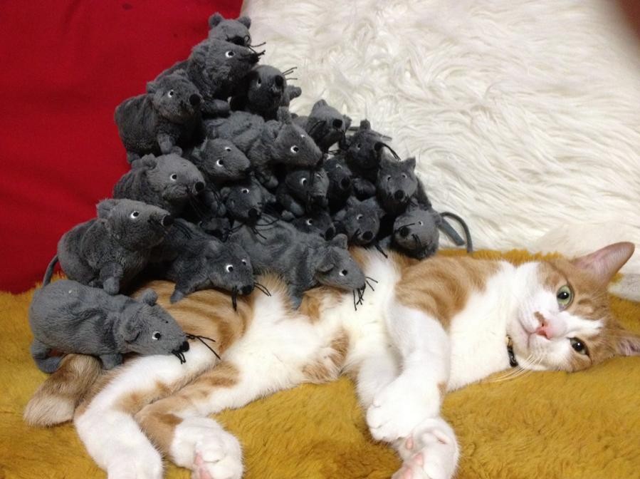 Napping Cat Suddenly Finds Himself Surrounded By ... RATS!