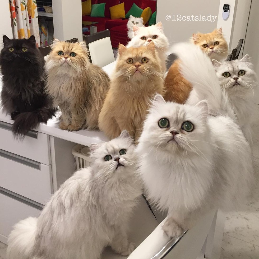 Meet 12 Fluffy Kitties In Japan | Lipstick Alley