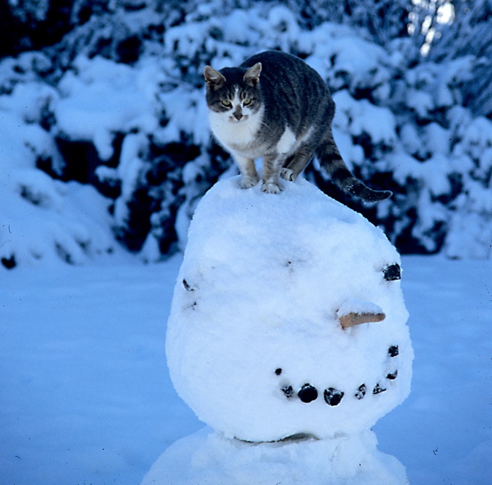 12 Cats Who Don't Know What To Think About This Whole Snowman Thing