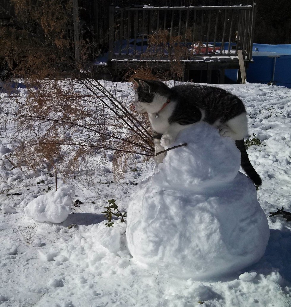 12 Cats Who Don't Know What To Think About This Whole Snowman Thing