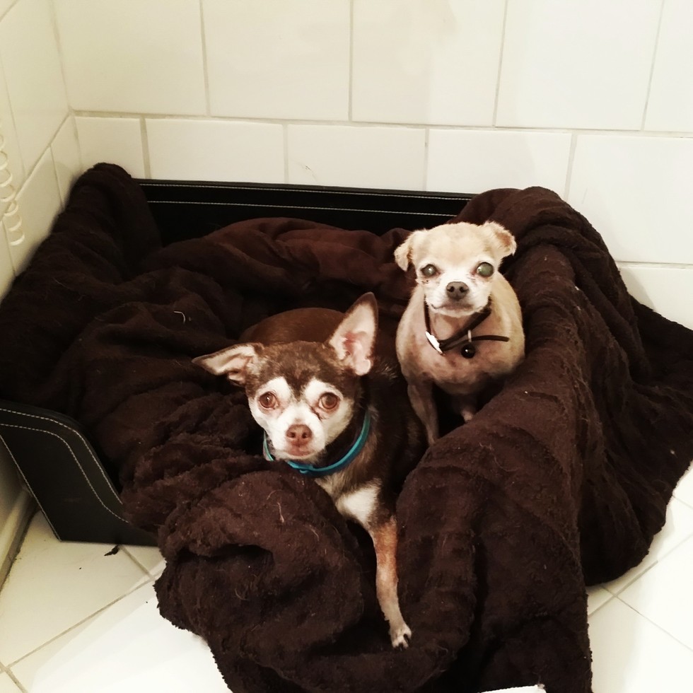 This Guy Just Can't Stop Adopting Senior Dogs And Farm Animals