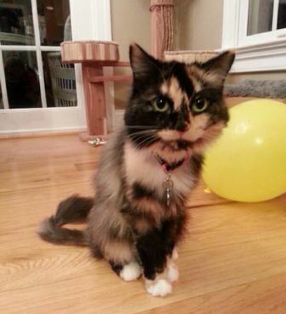 Calico Cat Found Incredibly Thin, Love Brought Her Back to Her Original ...