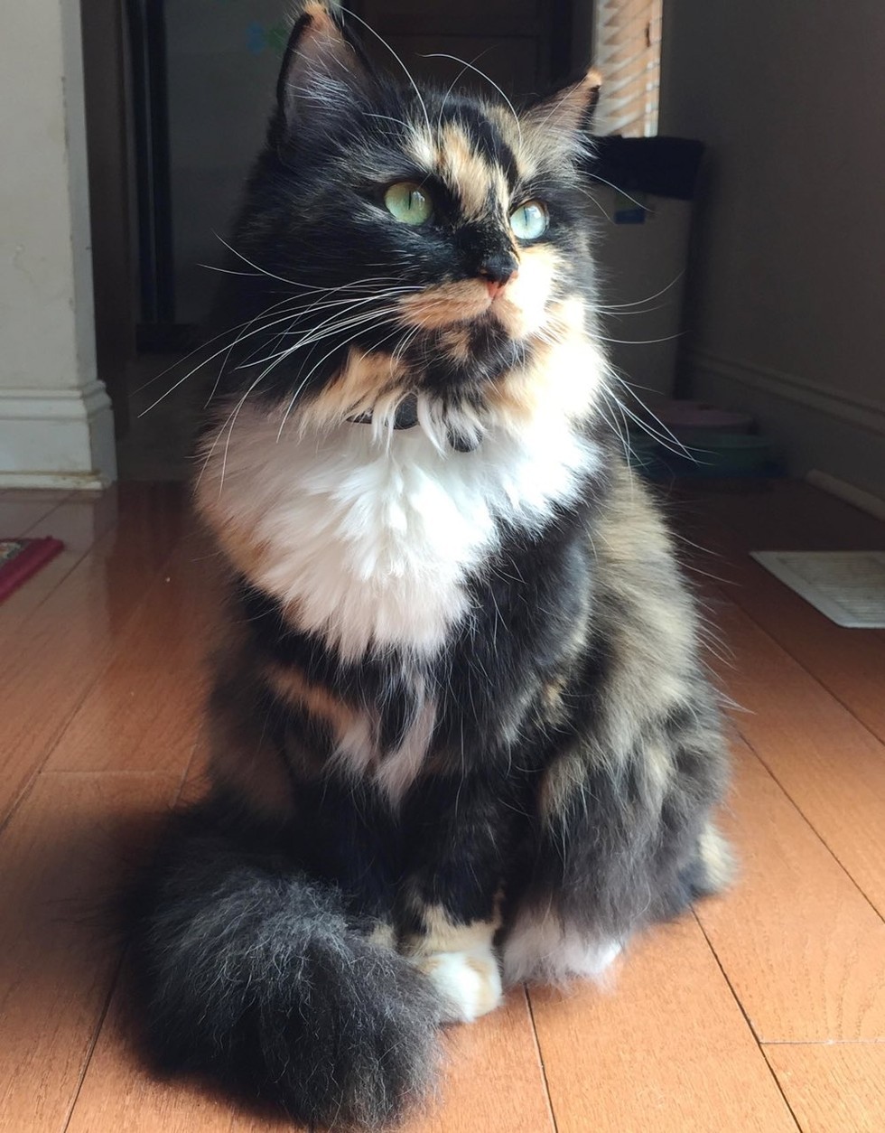 Calico Cat Found Incredibly Thin, Love Brought Her Back to Her Original ...