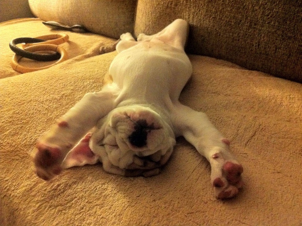 13 Dogs Who Just Want To Hit The Snooze Button One. More. Time.