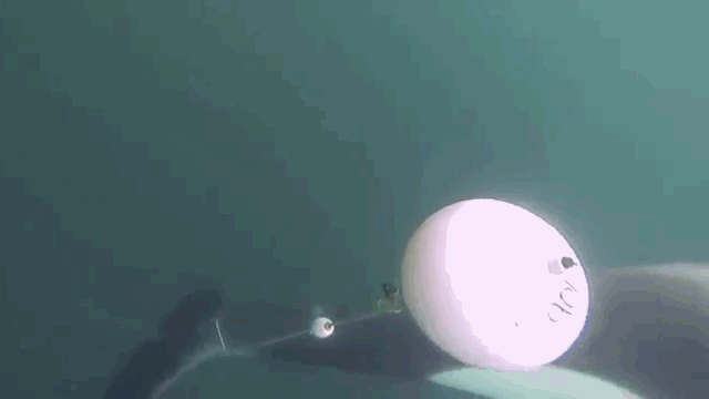 Entangled Orca Rescued In Newly Released Footage