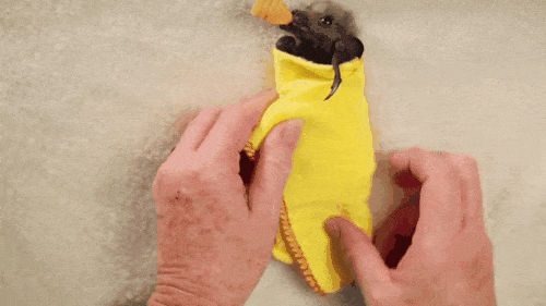 Watch These Baby Bats Get Wrapped Up In Blanket Burritos