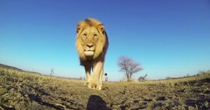 Lions Pounce At The Chance To Be On Film
